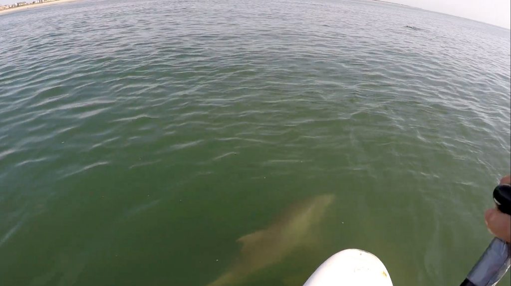 Transmissions from the Deep - SUPing with Dolphins - SUP World Mag