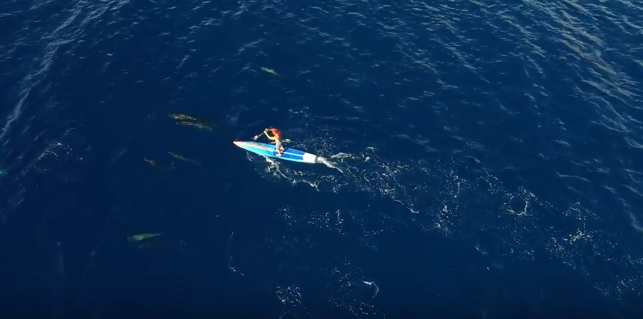 SUP with the Dolphins! - SUP World Mag