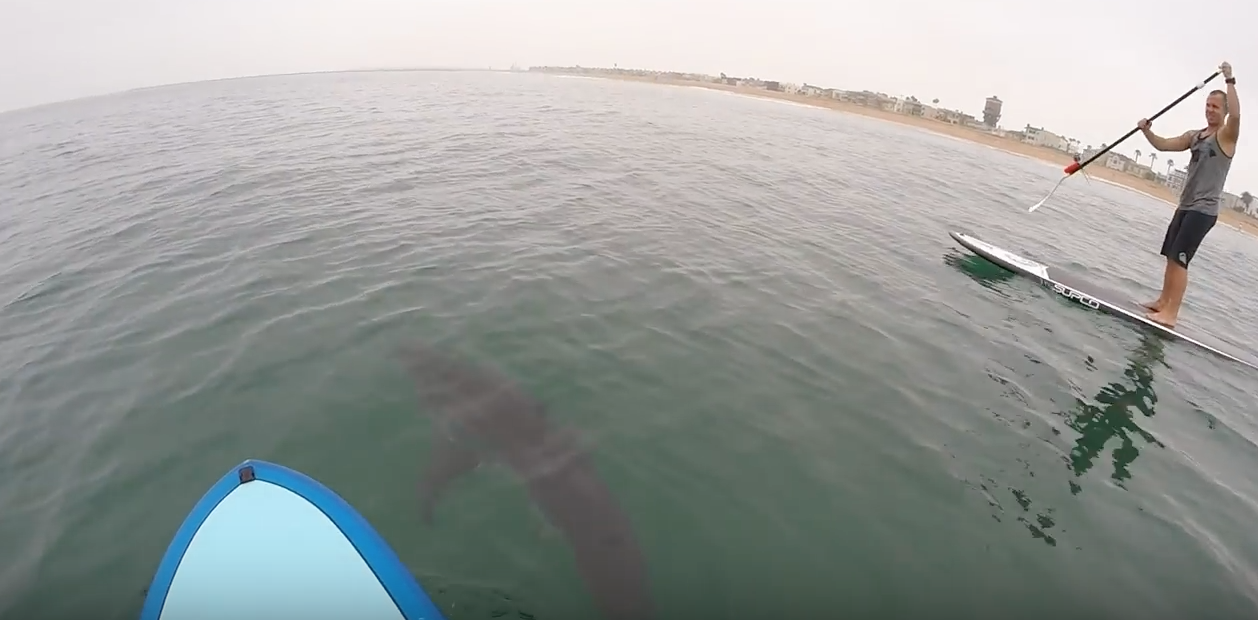 GREAT WHITE SHARKS SUP! - SUP World Mag