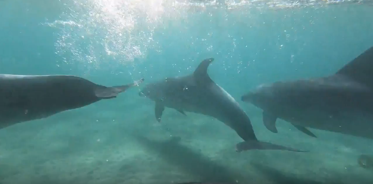 SUP foiling (& Swimming) with Dolphins - SUP World Mag