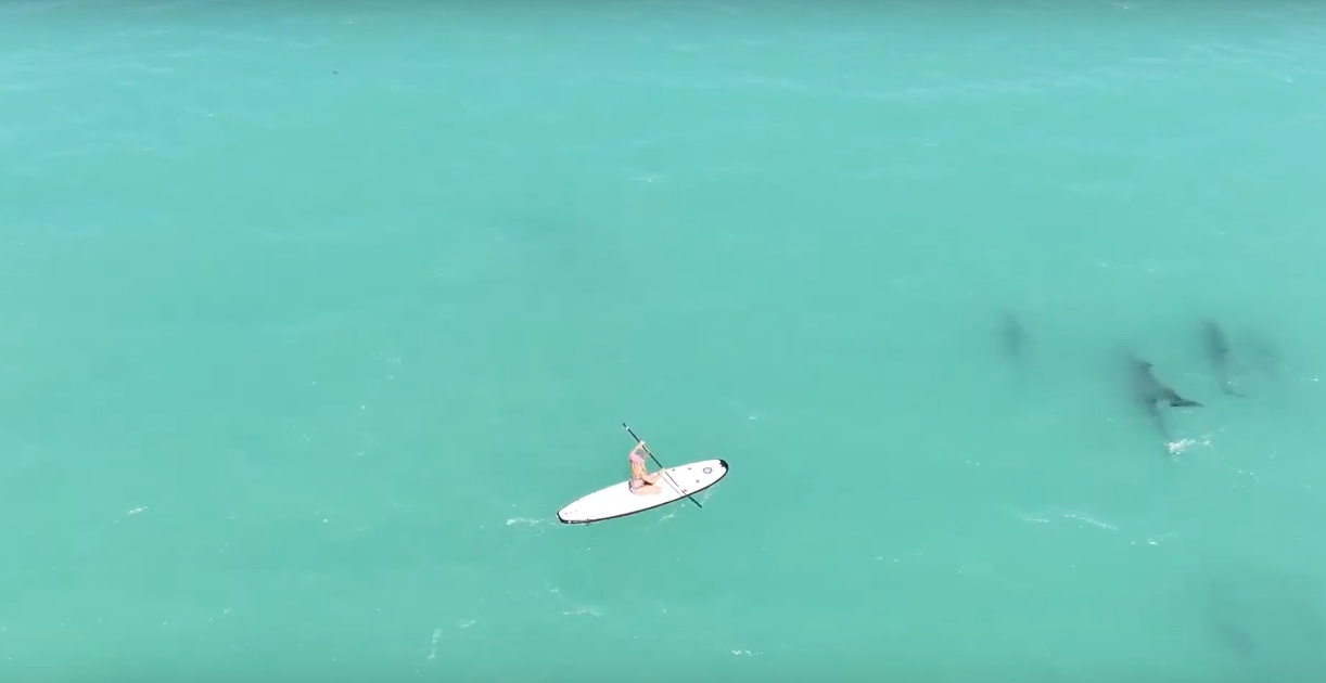 Chasing Dolphins in Rocky Point on a Paddle Board - SUP World Mag