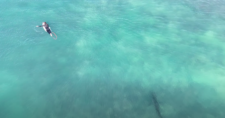 GREAT WHITE SHARK SWIMS THROUGH PRO SURFERS AT JEFFREYS BAY - SUP World Mag